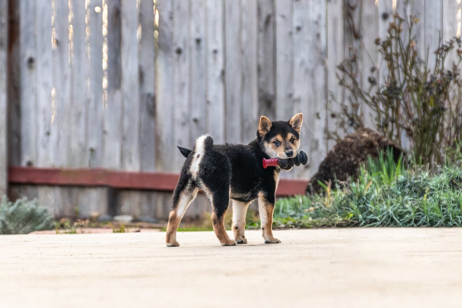 How to Get Your Puppy Camera-Ready — Kylee Doyle Photography