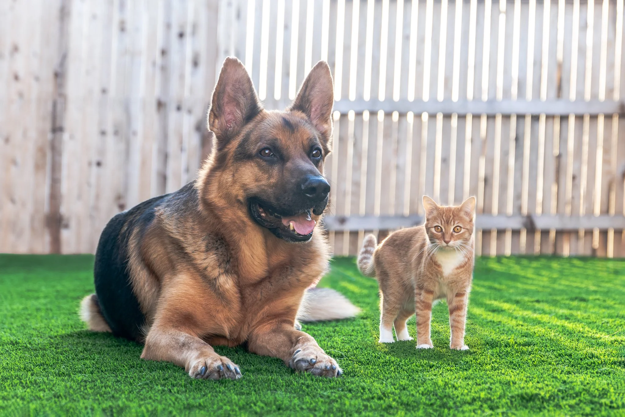 2023 Sacramento Pet Photography Superlatives — Kylee Doyle Photography