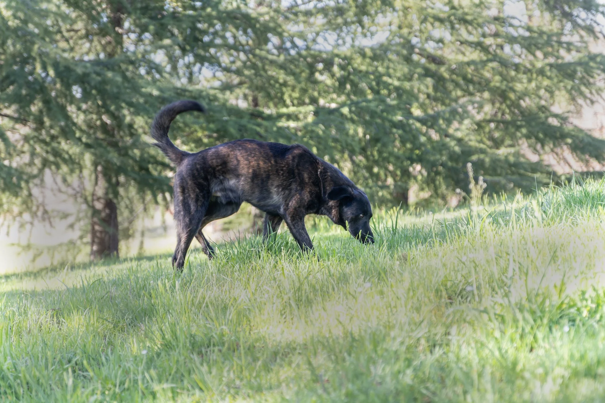 Taking Your Dog on Sniffari: The Importance of Sniffing Walks — Kylee ...