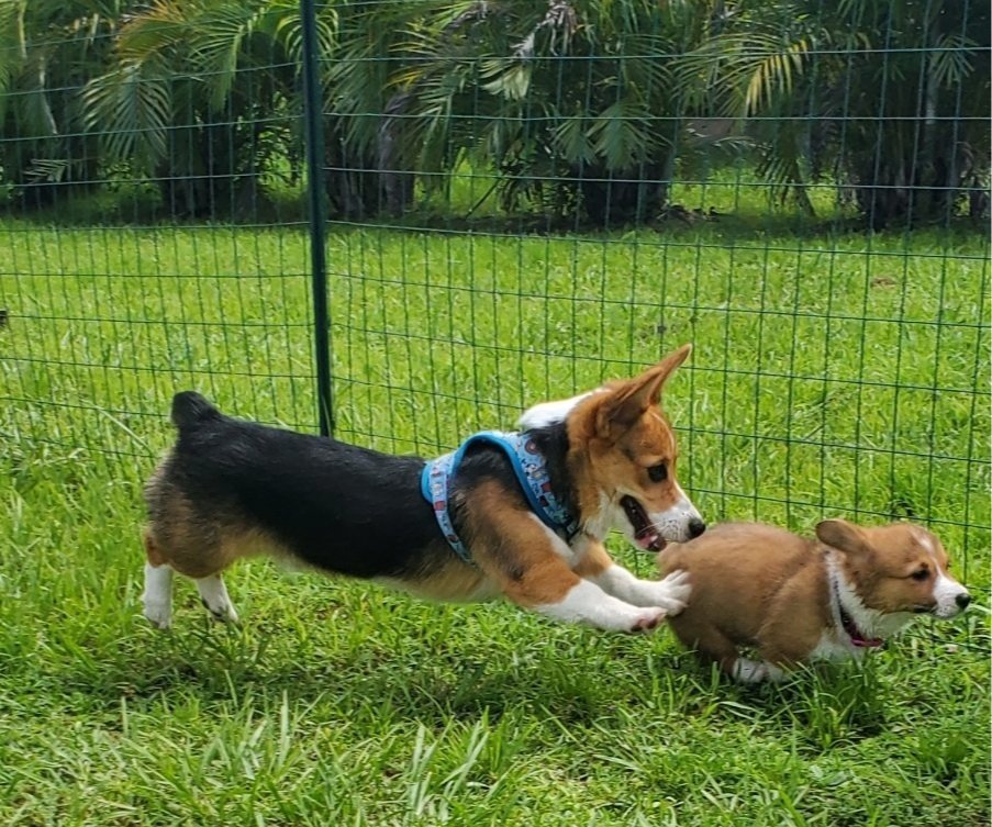 AW Corgis