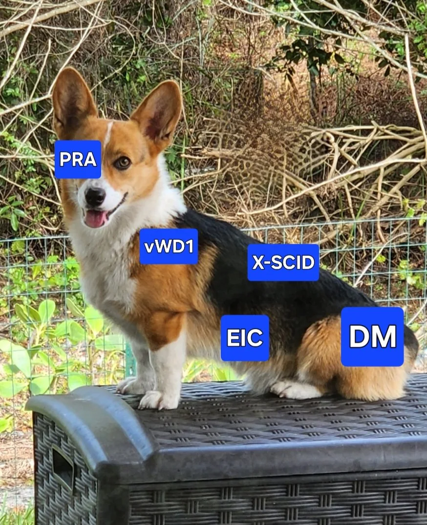Genetic Diseases in Corgis | Ensure Healthy Corgis – Learn More — AW Corgis