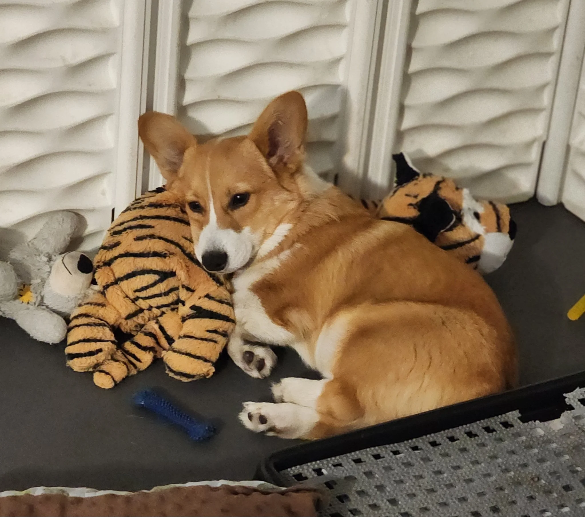 Our Boys — AW Corgis
