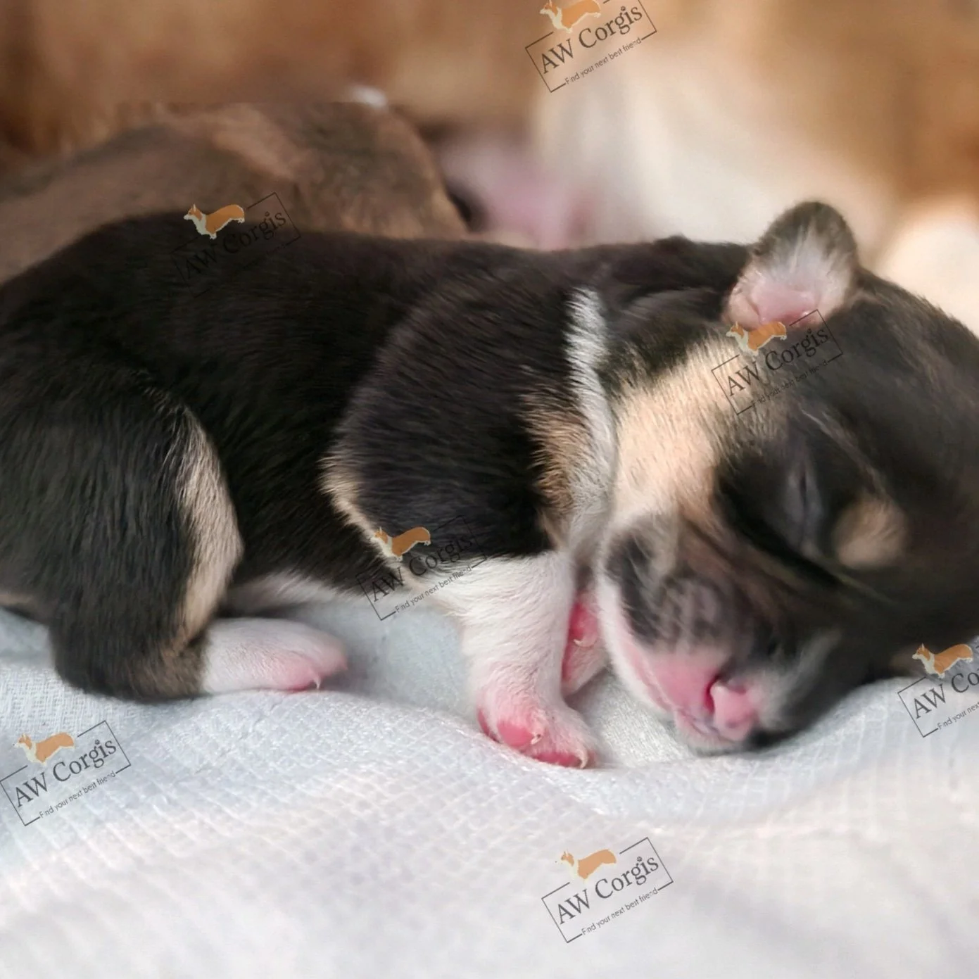 General 2 — AW Corgis