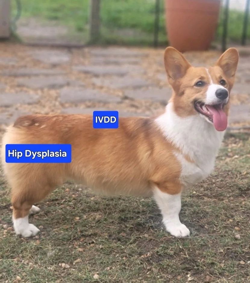 Genetic Diseases in Corgis | Ensure Healthy Corgis – Learn More — AW Corgis