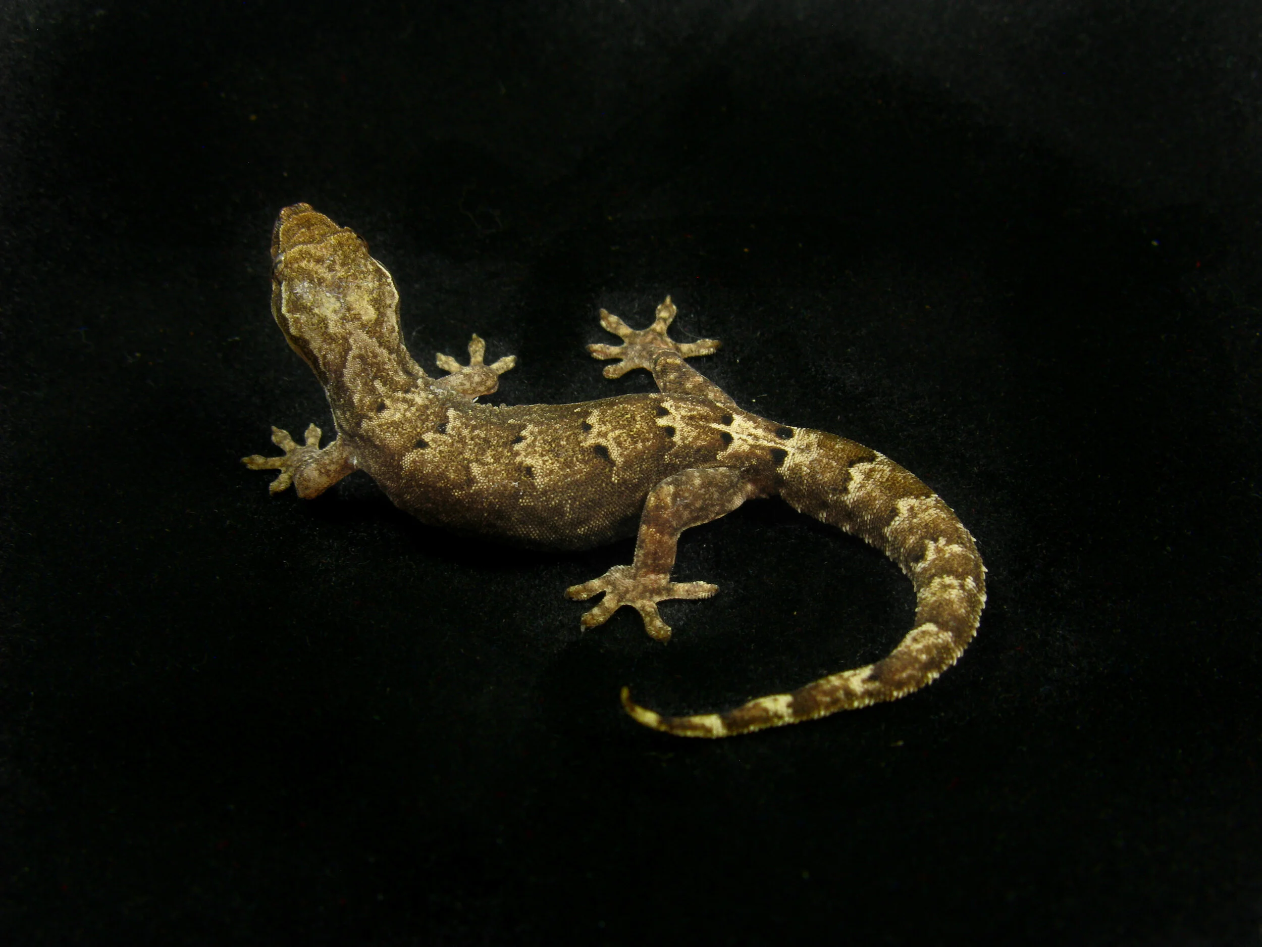Shop — Altitude Exotics