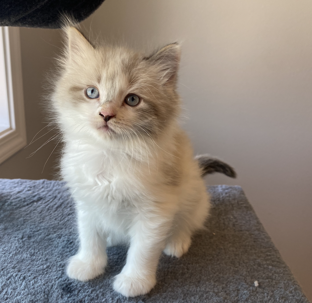 Gallery 3 — Krypto Siberians