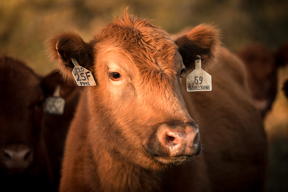 Red Angus Cattle — Bluegrass Beef