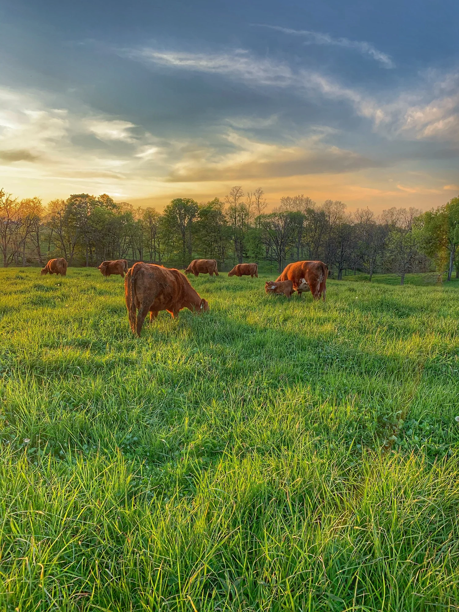 Kentucky — Bluegrass Beef