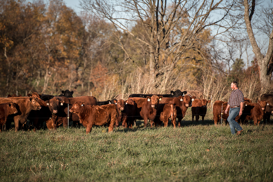 Red Angus Cattle — Bluegrass Beef