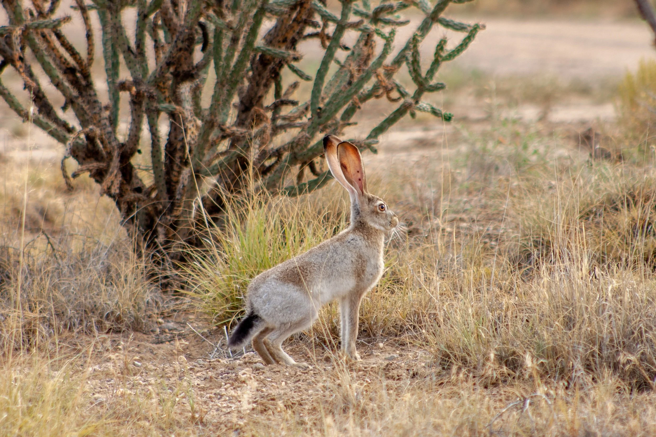 WKNDR | 10 Animals You Could Encounter While Exploring Joshua Tree ...