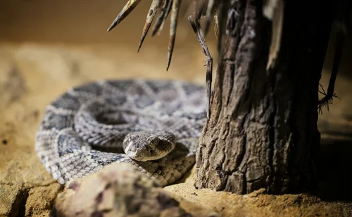 10 Animals You Could Encounter While Exploring Joshua Tree National ...