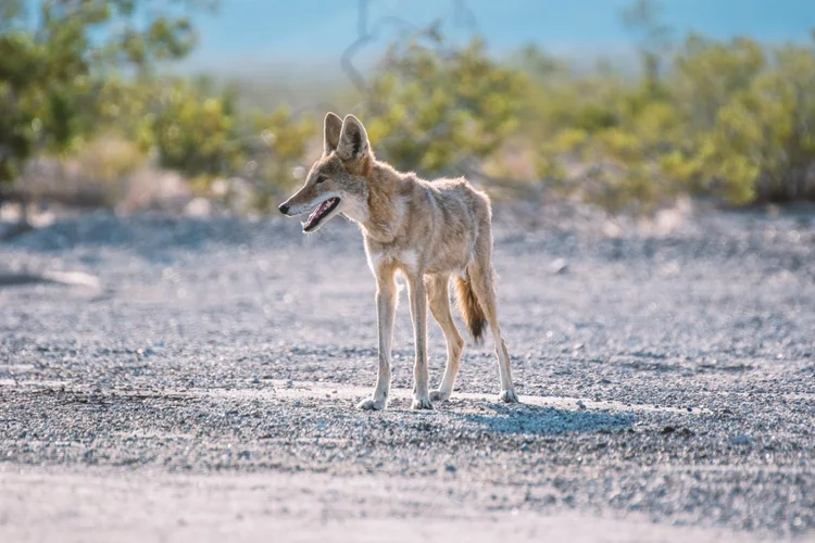 WKNDR | 10 Animals You Could Encounter While Exploring Joshua Tree ...