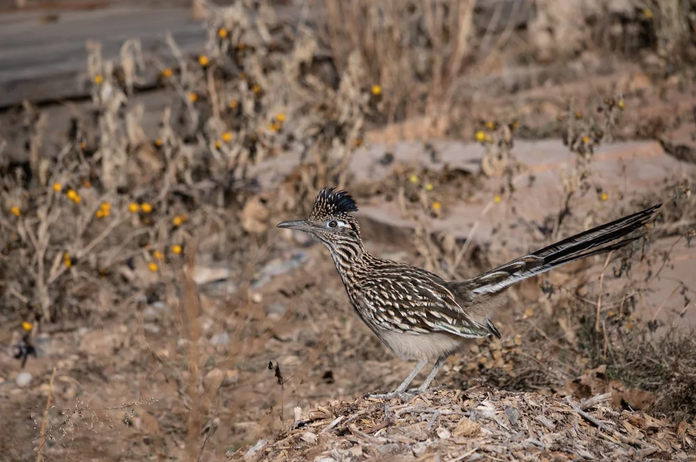WKNDR | 10 Animals You Could Encounter While Exploring Joshua Tree ...