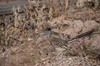 WKNDR | 10 Animals You Could Encounter While Exploring Joshua Tree ...