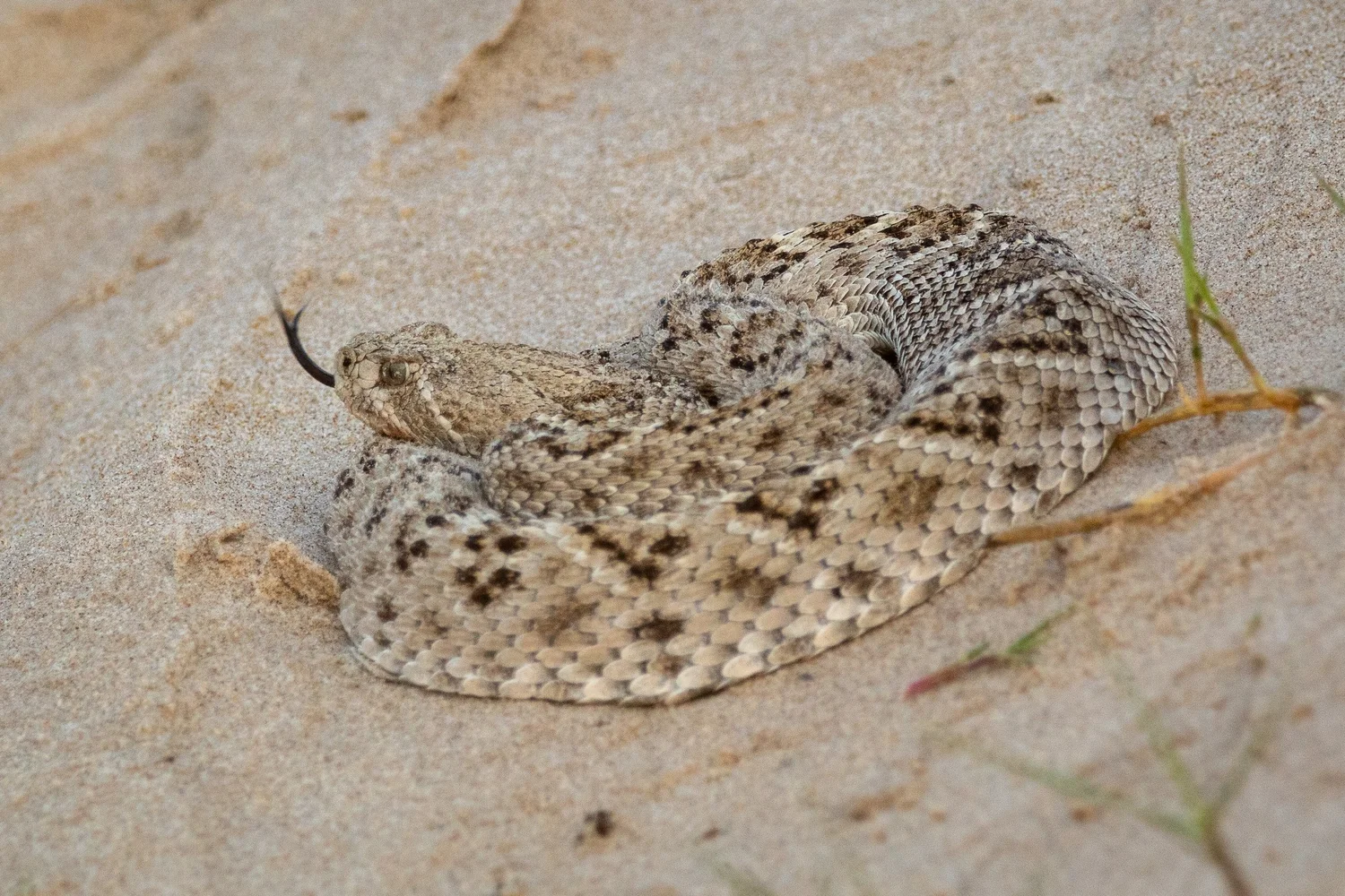 WKNDR | 10 Animals You Could Encounter While Exploring Joshua Tree ...