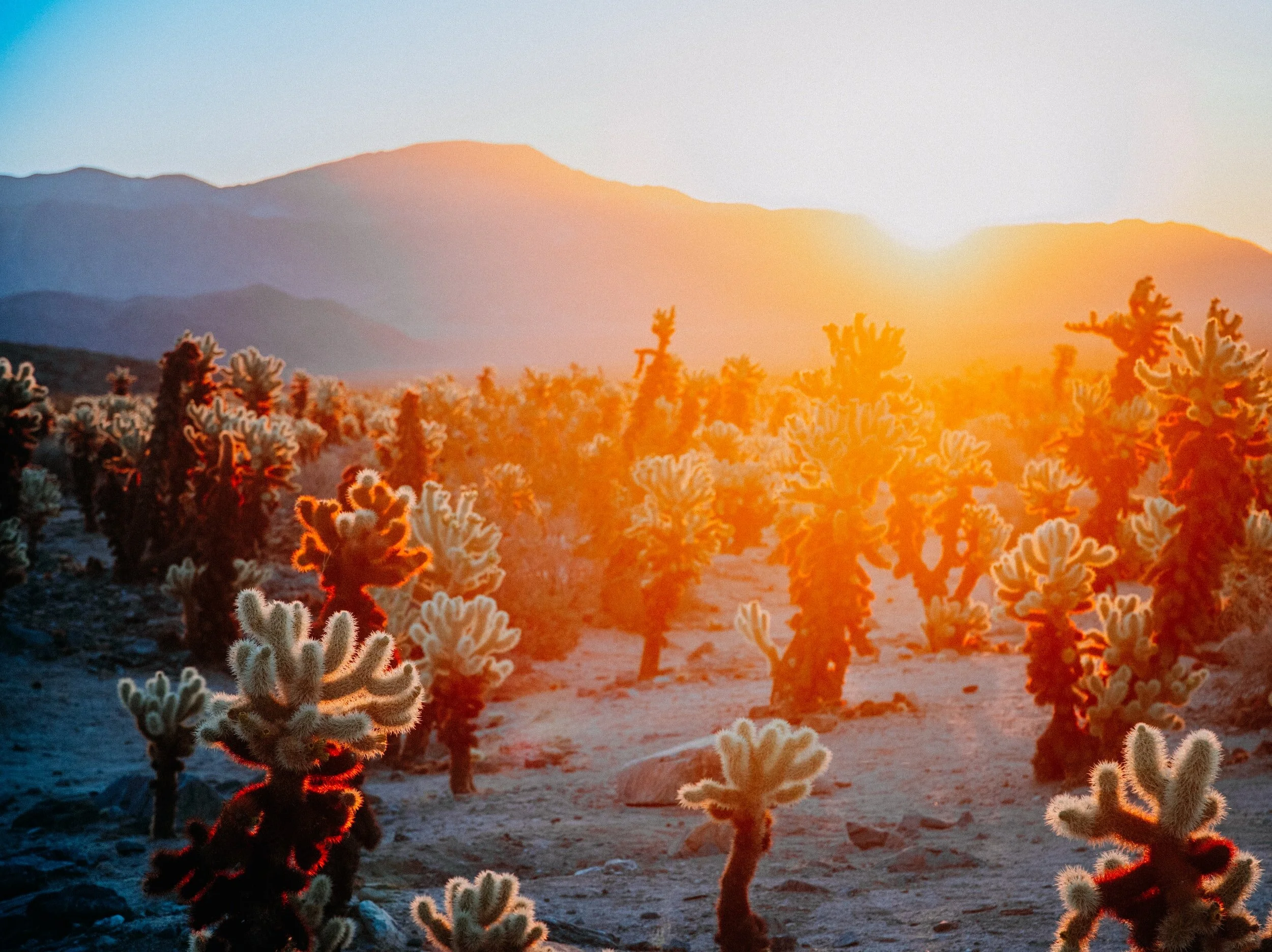 WKNDR | Top 5 Joshua Tree National Park Trails To Hike To See Animals