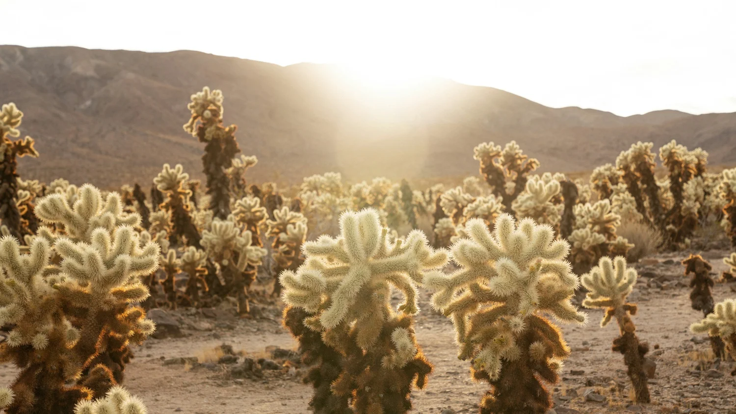 WKNDR | Joshua Tree Flora Through the Seasons: What to Expect Year-Round