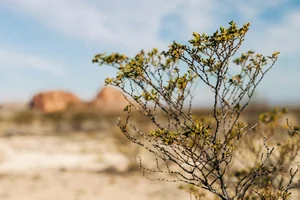 WKNDR | Joshua Tree Flora Through the Seasons: What to Expect Year-Round