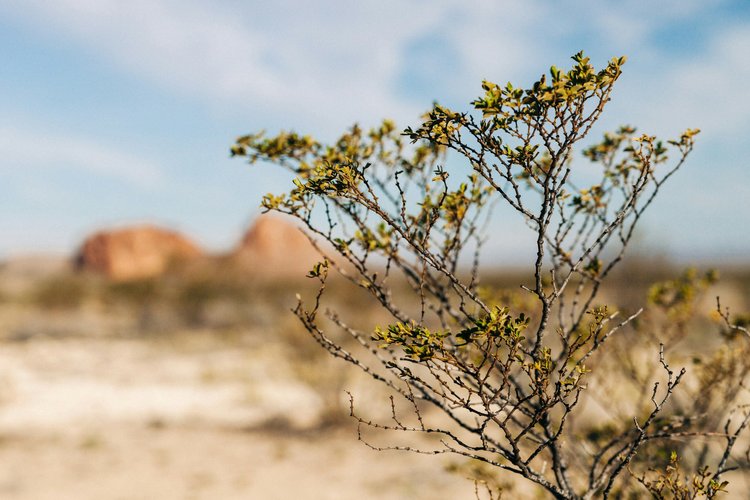 WKNDR | Joshua Tree Flora Through the Seasons: What to Expect Year-Round