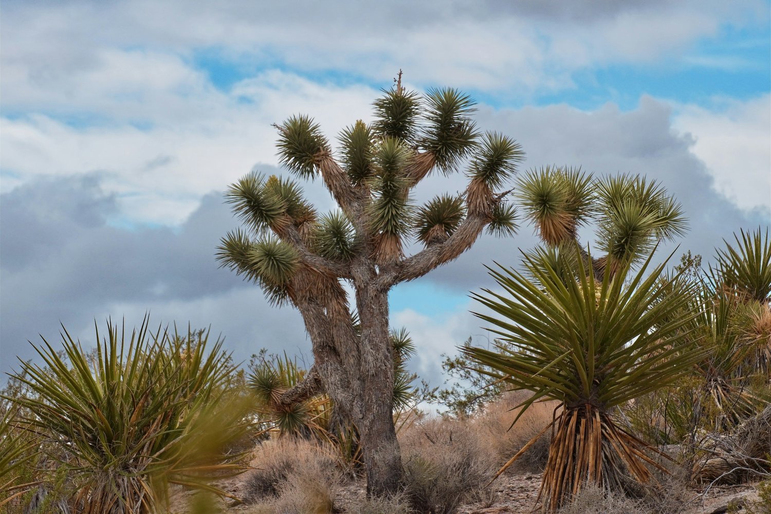 WKNDR | Joshua Tree Flora Through the Seasons: What to Expect Year-Round