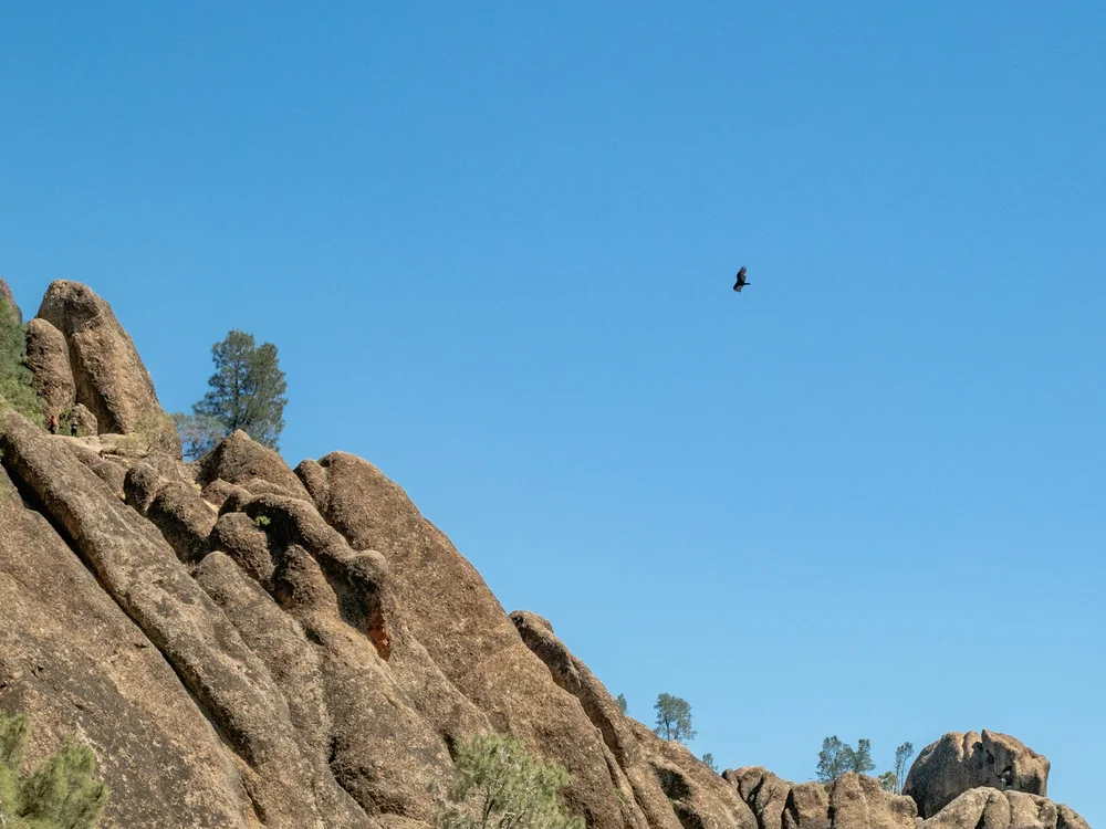 WKNDR | 10 Animals You Could Encounter While Exploring Joshua Tree ...