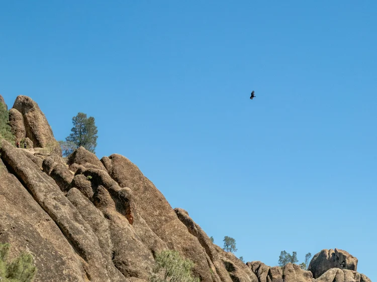 WKNDR | 10 Animals You Could Encounter While Exploring Joshua Tree ...