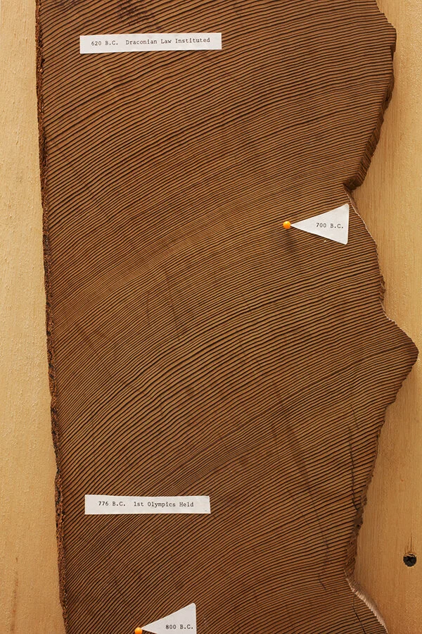 The Dark Wood — Danielle Mericle