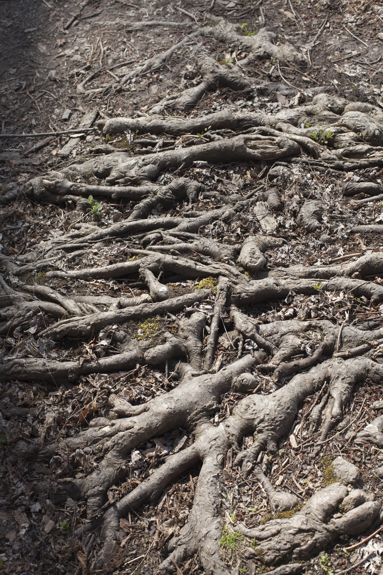 The Dark Wood — Danielle Mericle