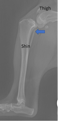 TPLO surgery for cruciate ligament injury — Lenity