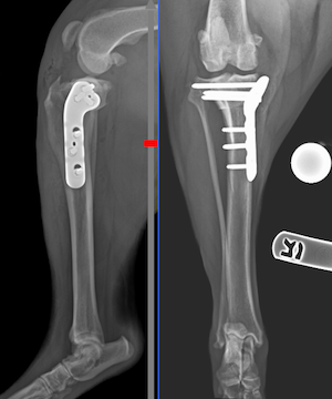 TPLO surgery for cruciate ligament injury — Lenity