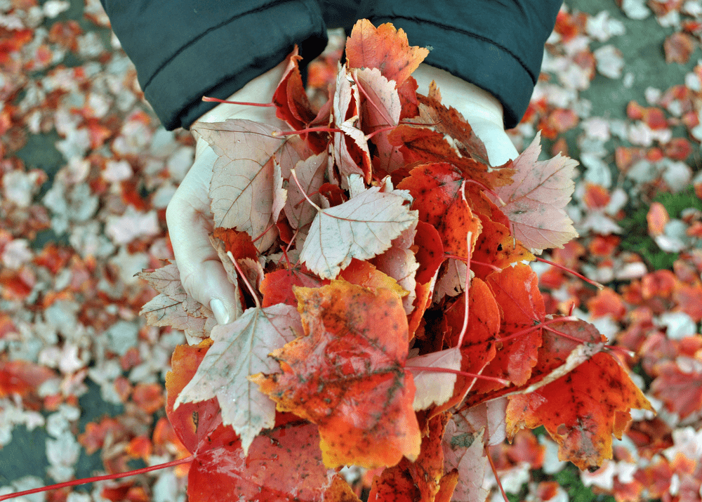 Seeking Inspiration in Nature’s Beauty — Misty Gage | Mixed Media ...