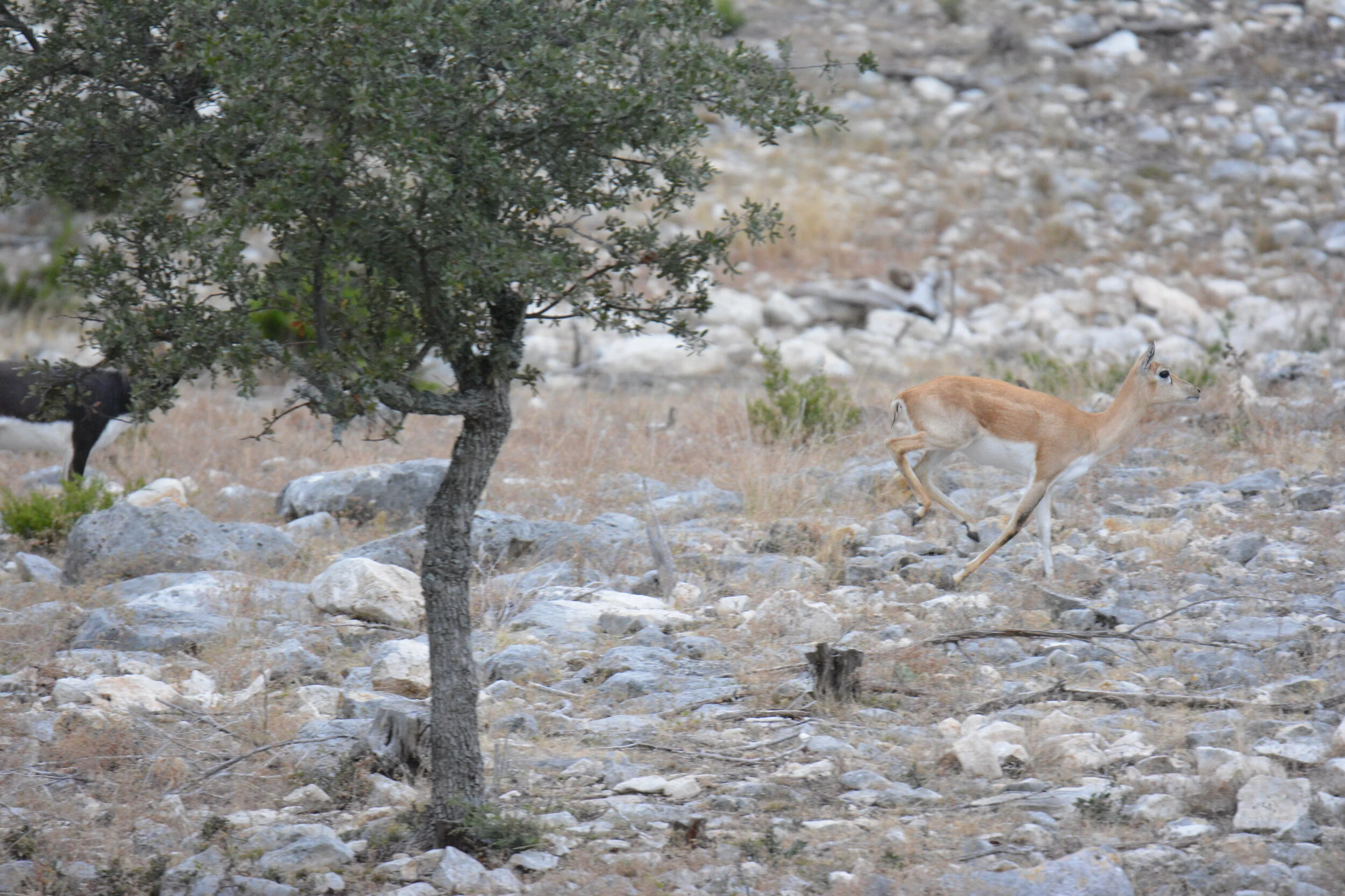 GALLERY — MUZUNGA RANCH