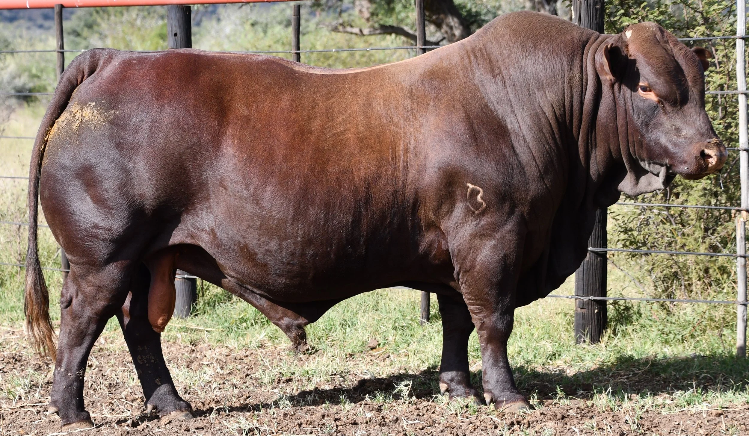 Die Poggenpoel Molopo Bonsmaras 18de Produksieveiling