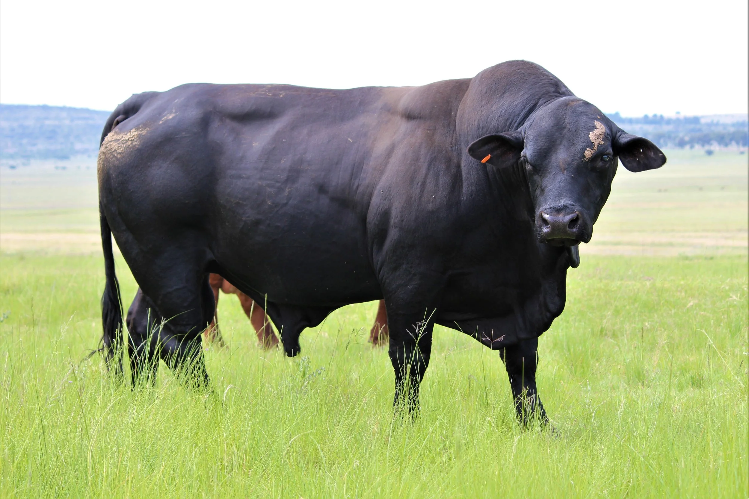 Beleef Le Roc se gasvryheid by hul 13de Brangus Produksieveiling op 16 ...