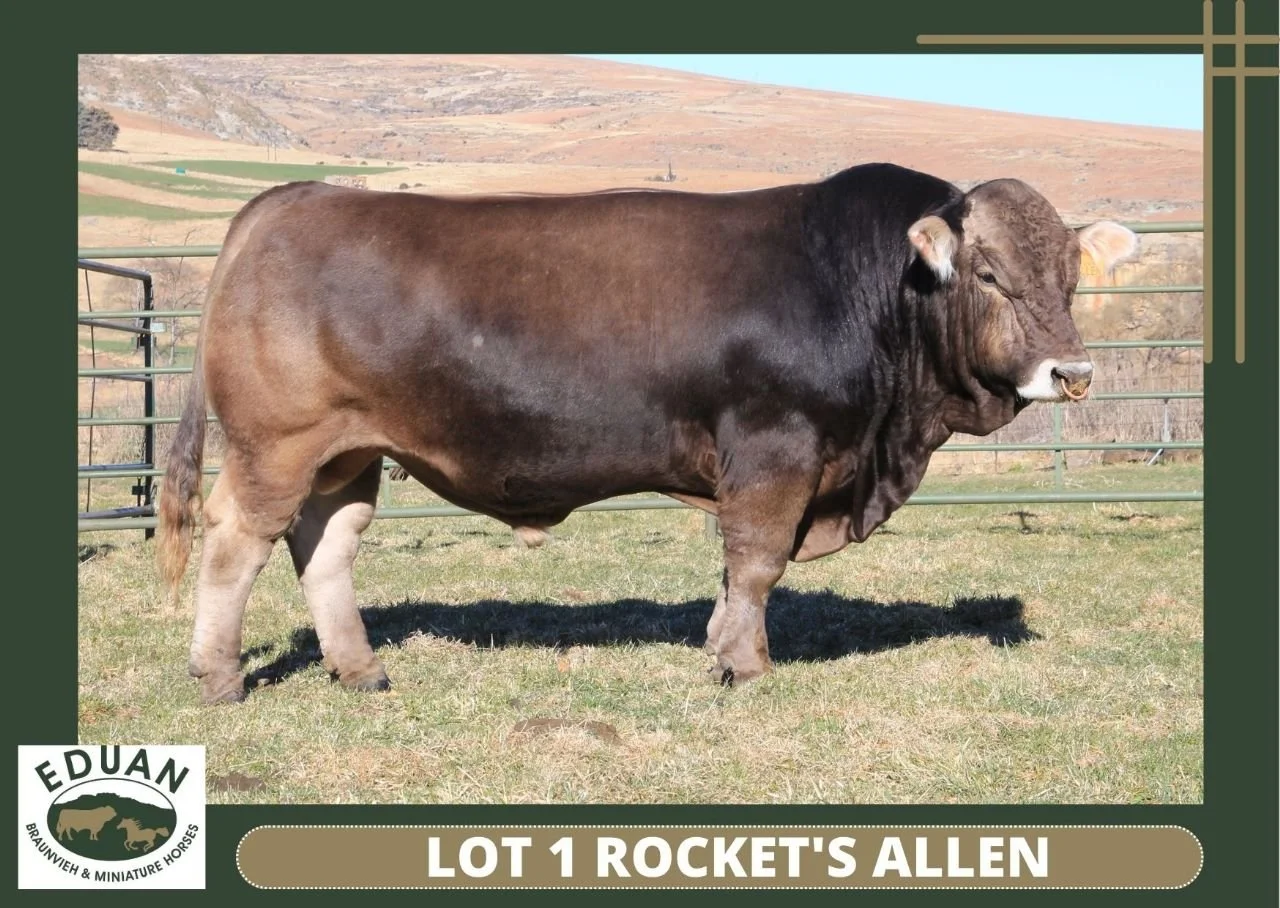 Eduan Braunvieh Production Sale