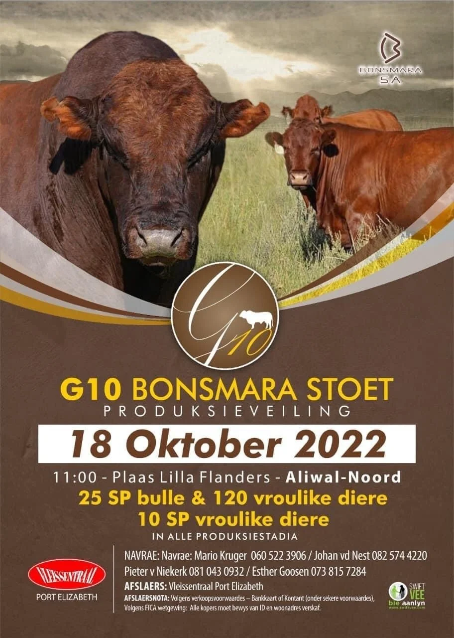 G10 Bonsmara Stoet Produksieveiling