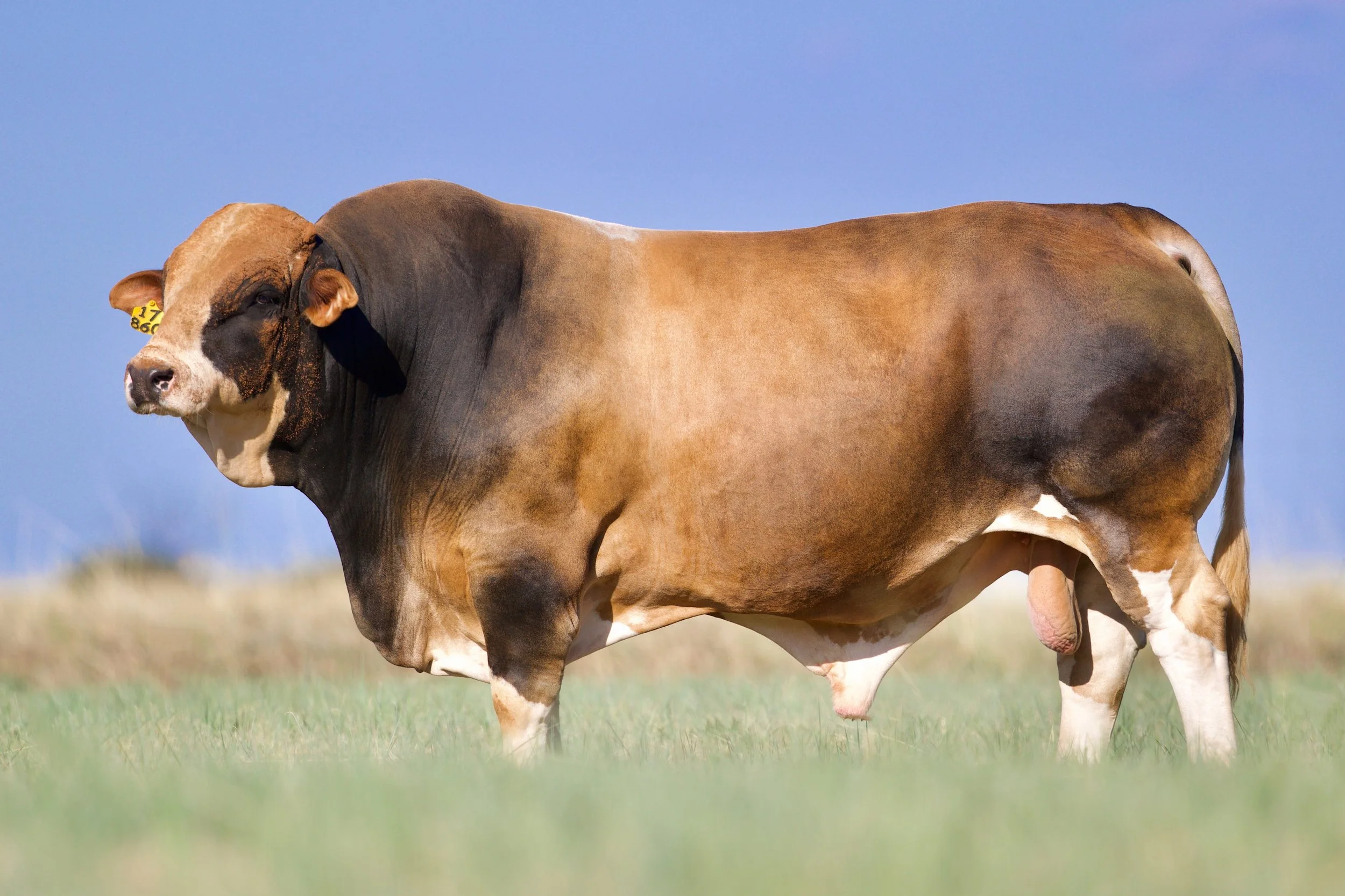 Malemba Farming’s passion and love for cattle breeding will shine ...