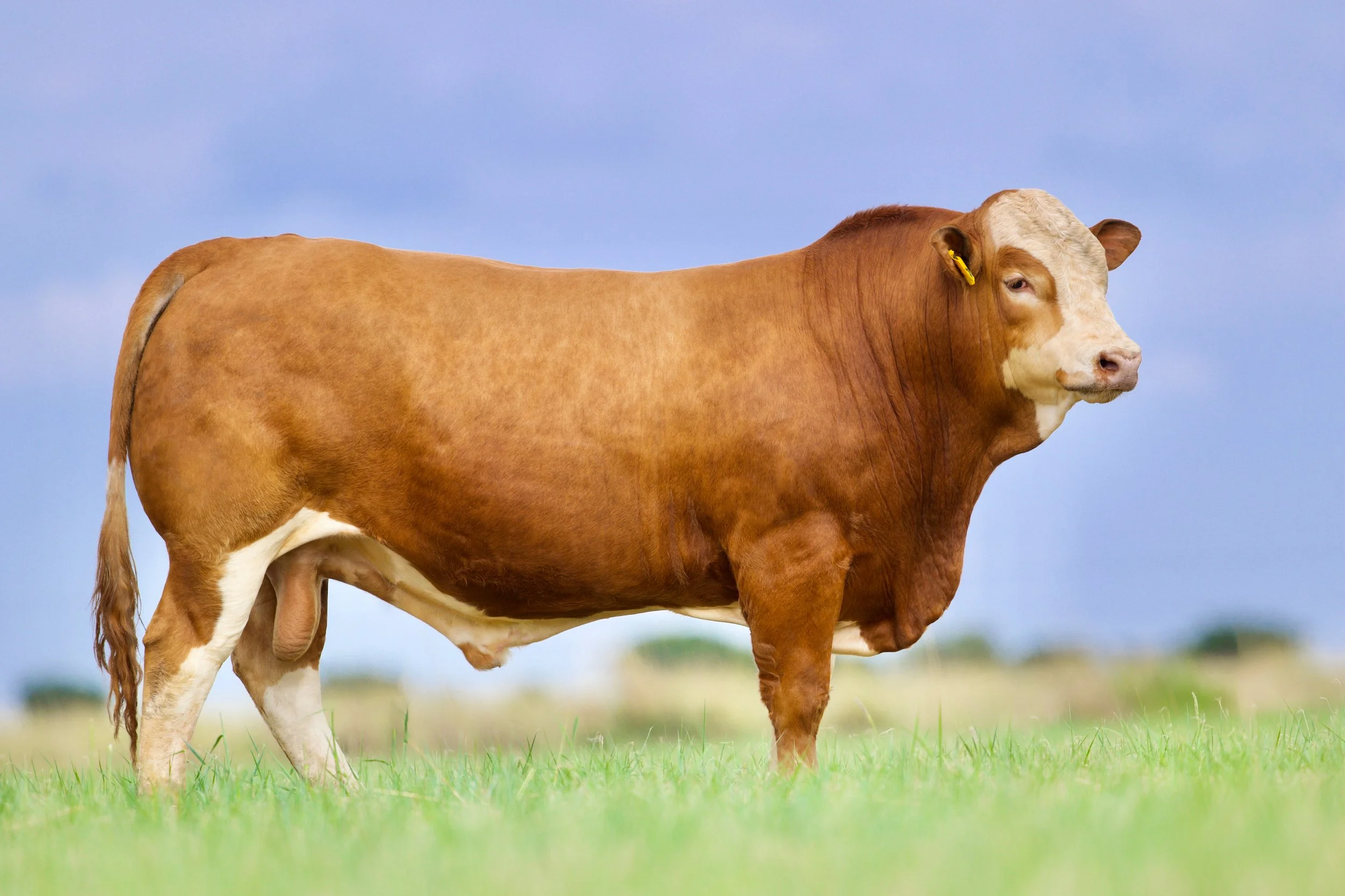 Malemba Farming’s passion and love for cattle breeding will shine ...