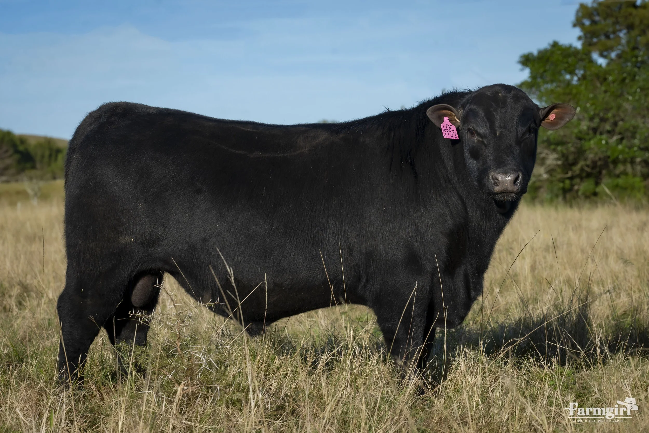 East Cape Angus - Perfection Personified