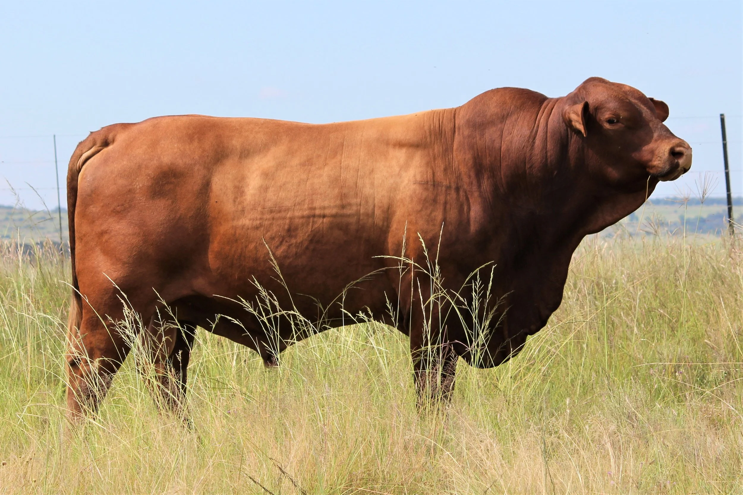 Beleef Le Roc se gasvryheid by hul 13de Brangus Produksieveiling op 16 ...