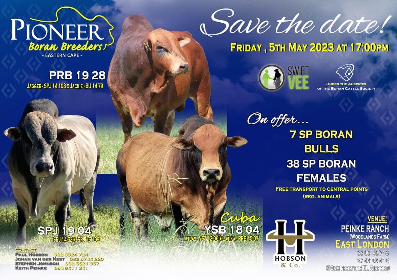The Pioneer Boran Breeders Sale