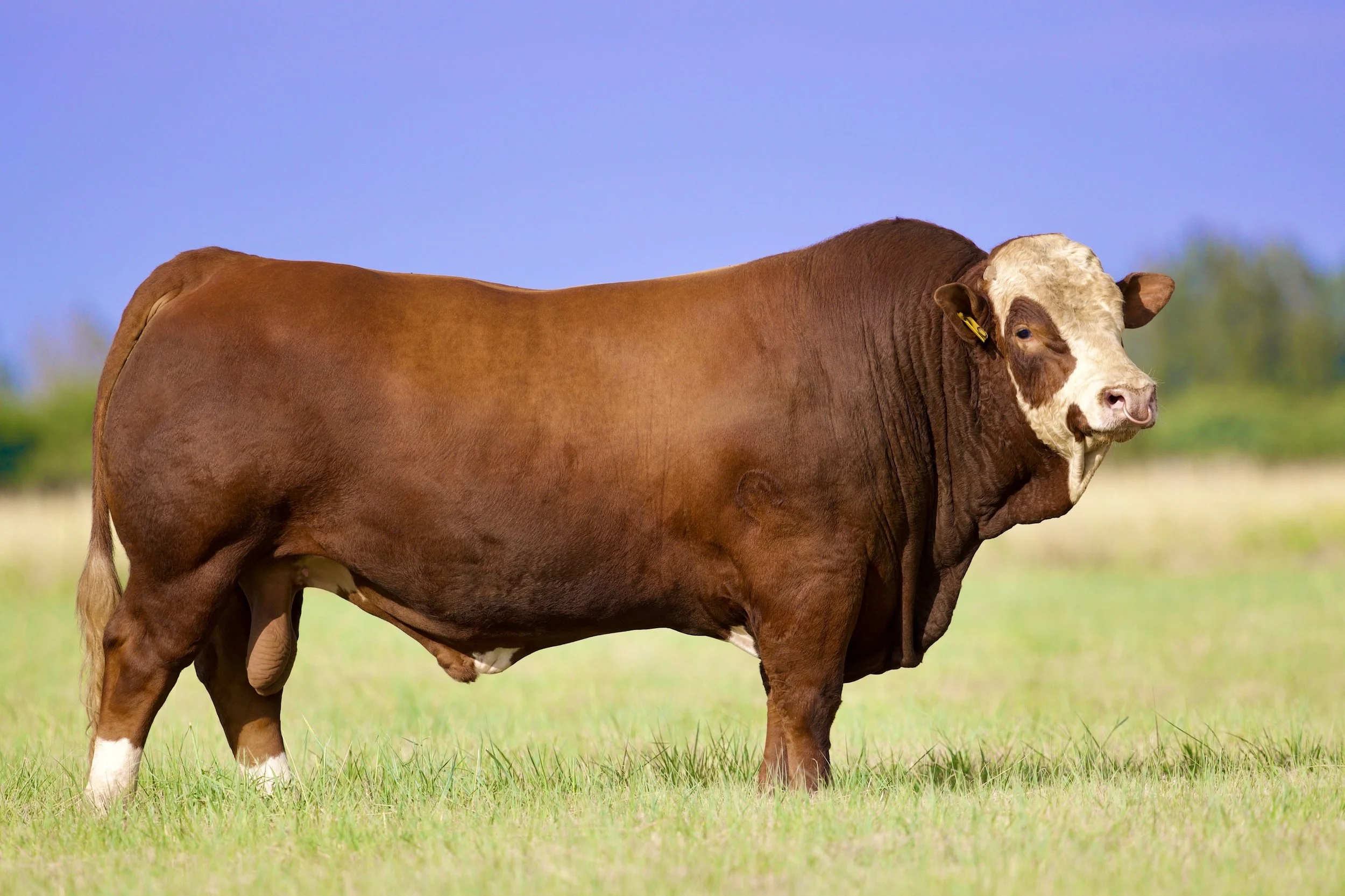 Malemba Farming’s passion and love for cattle breeding will shine ...