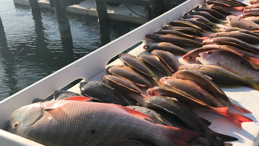 Everglades Snapper Fishing Charters — Everglades Fly Fishing Guide ...