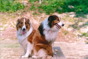 Old Fashioned Farm Collies