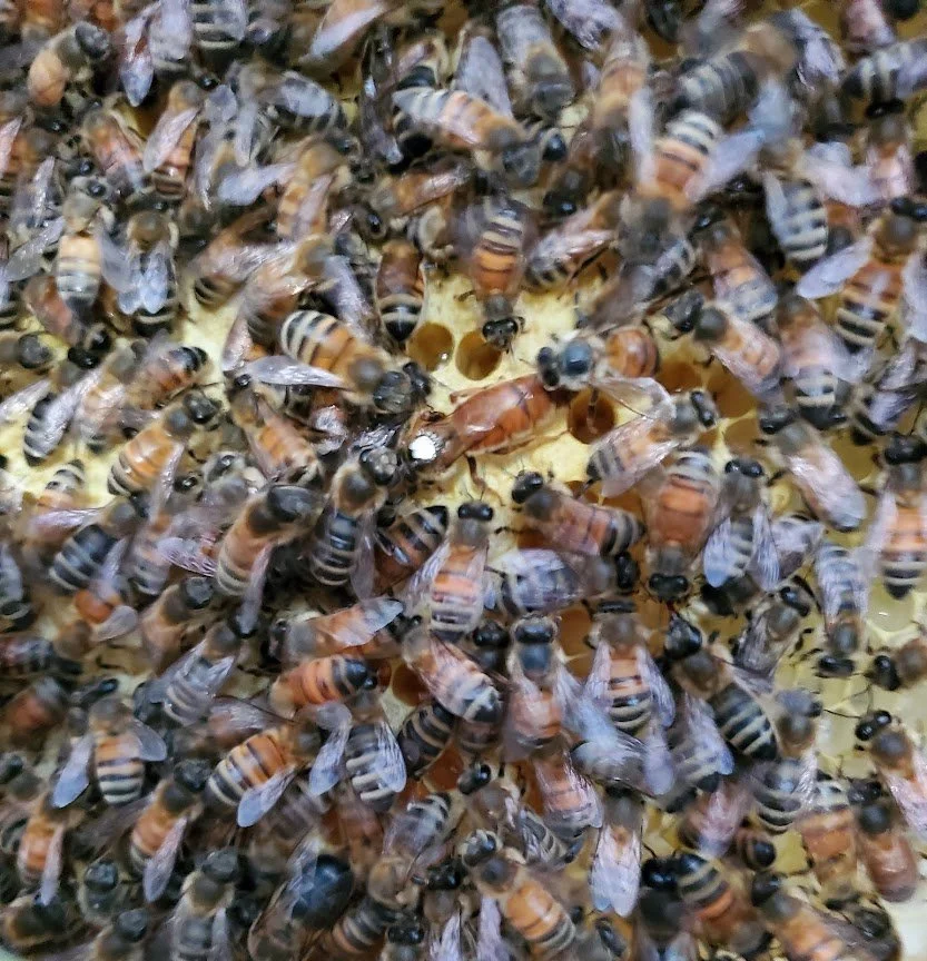 Bee Happy Honey, Hives & Supplies