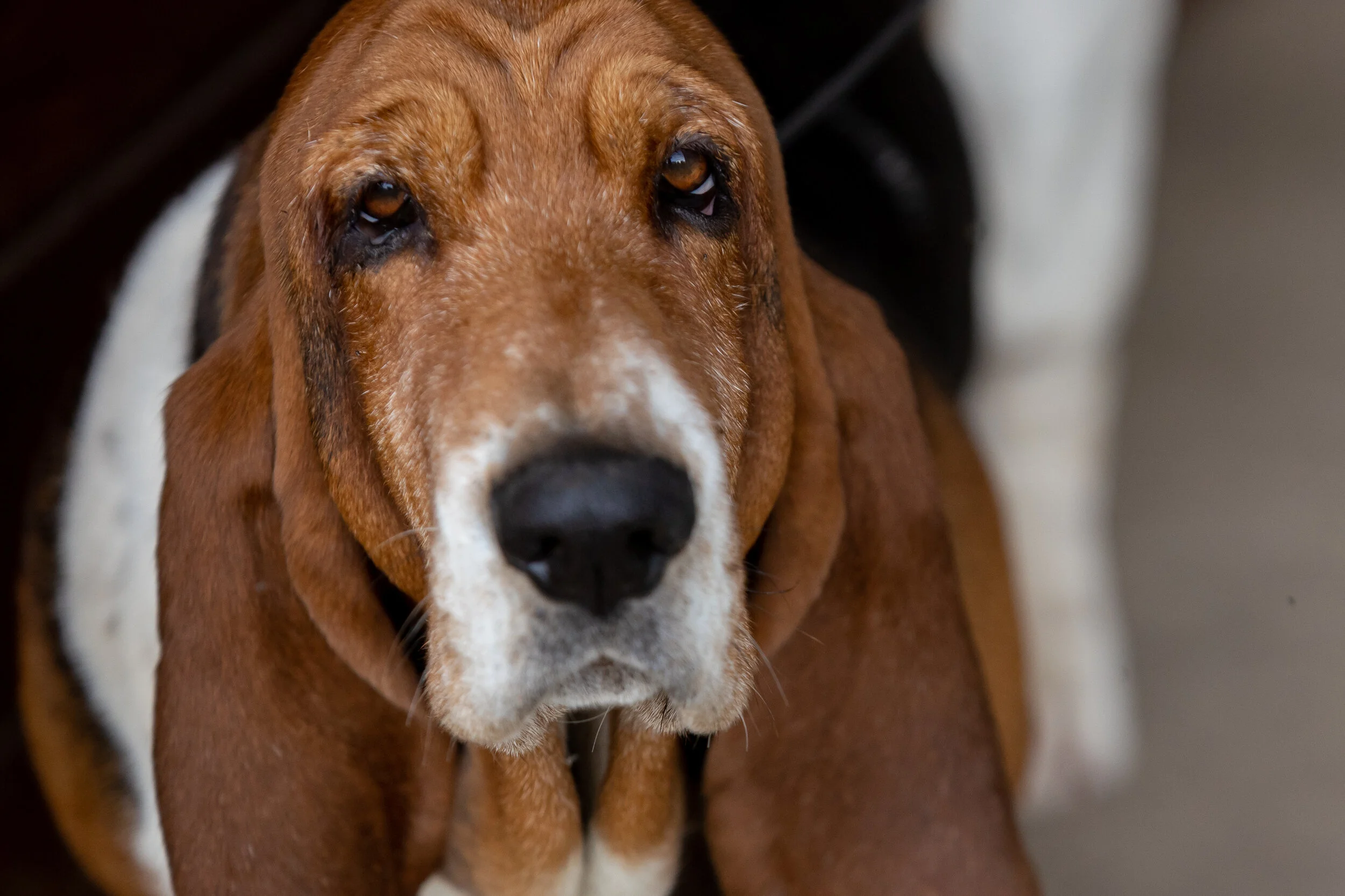 Basset Hounds — Southern Oaks Kennel