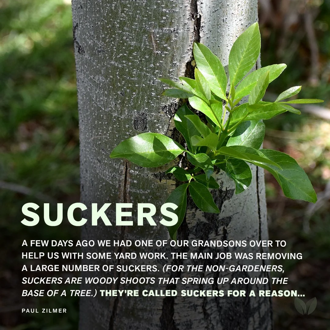 Suckers — Williamsburg Christadelphian Foundation