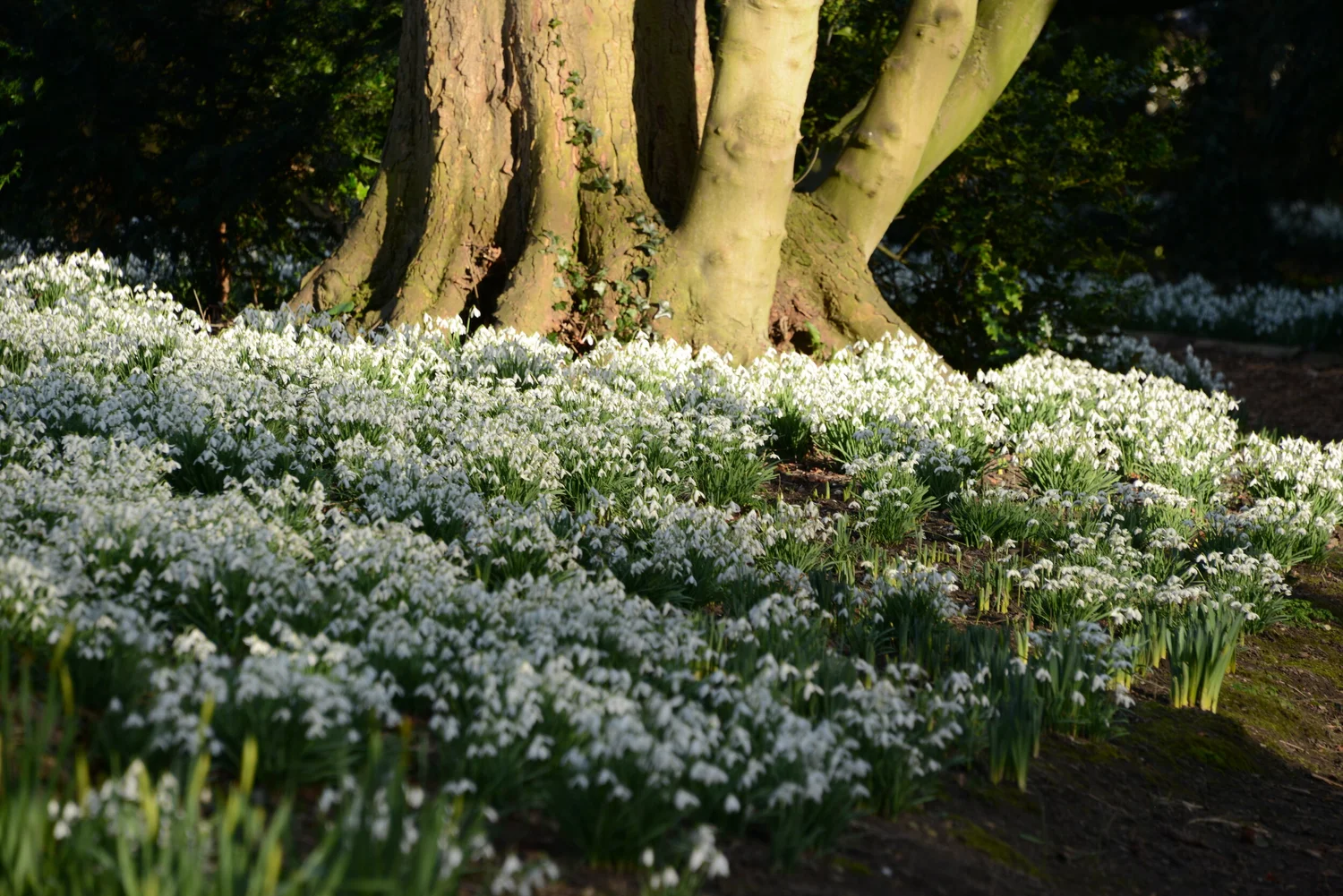 One of the top places to see snowdrops in North Yorkshire ...