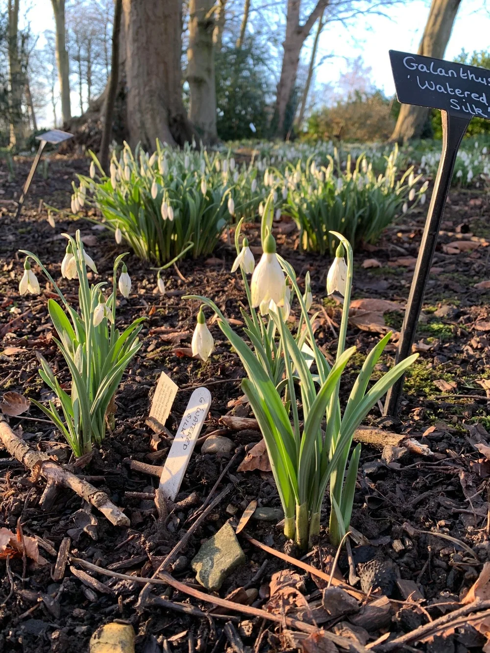 Top 10 of the best garden snowdrops — Goldsborough Hall
