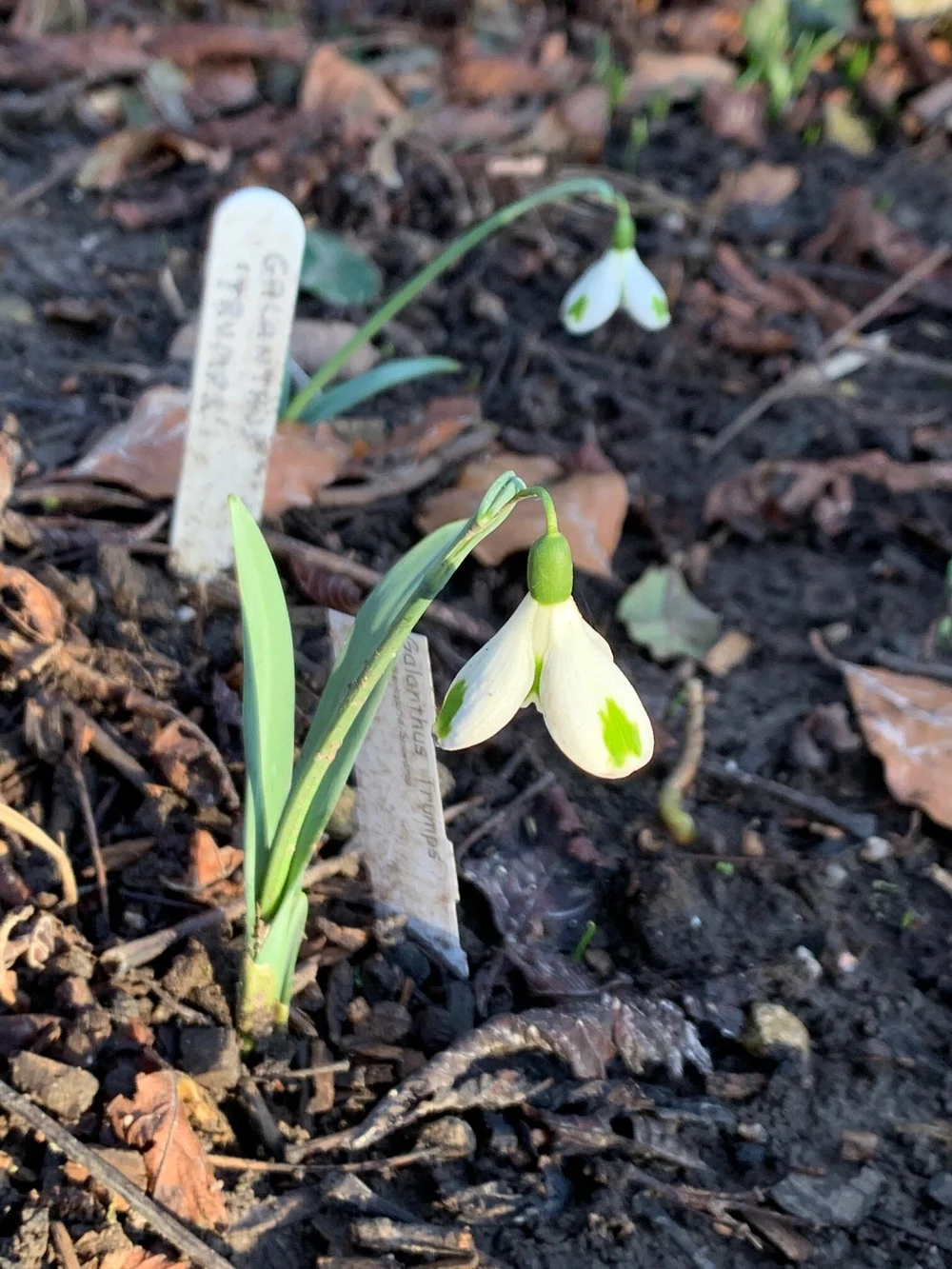Top 10 of the best garden snowdrops — Goldsborough Hall
